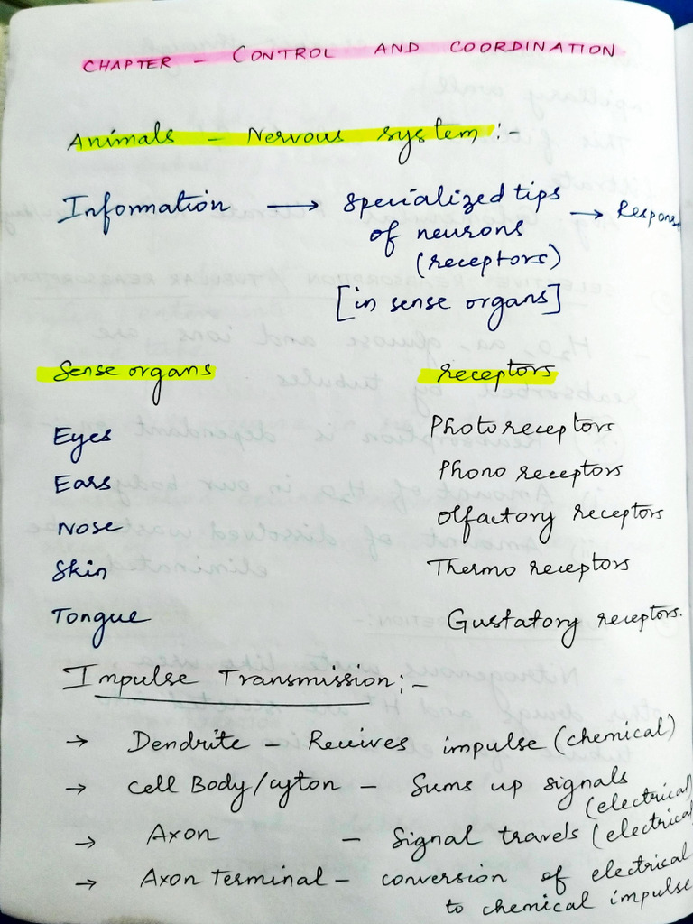 X BIO Notes (Control and Coordination) | PDF