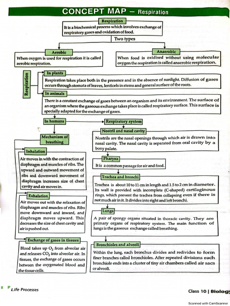 Concept Map - Respiration | PDF
