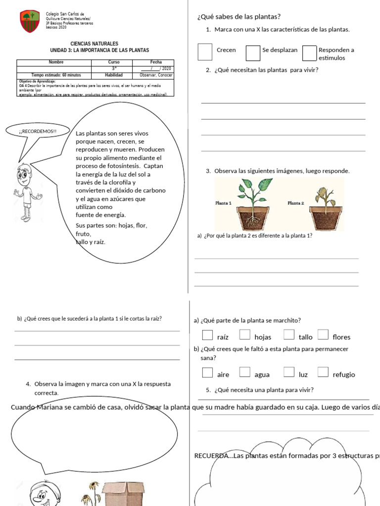 C3 Semana 19 Actividad Las Plantas | PDF | Plantas | Semilla