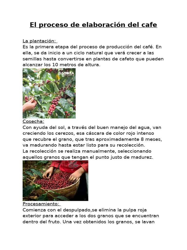 El Proceso de Elaboración Del Cafe | PDF | café | Agricultura
