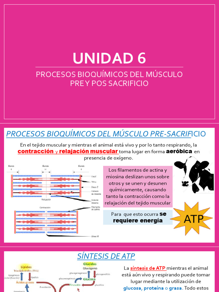 Procesos Bioquímicos Del Músculo Pre y Pos Sacrificio | PDF ...