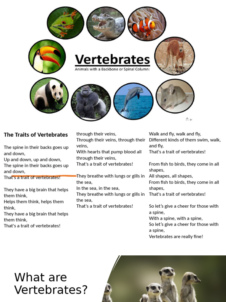 Key Traits and Importance of Vertebrates | PDF | Vertebral Column ...