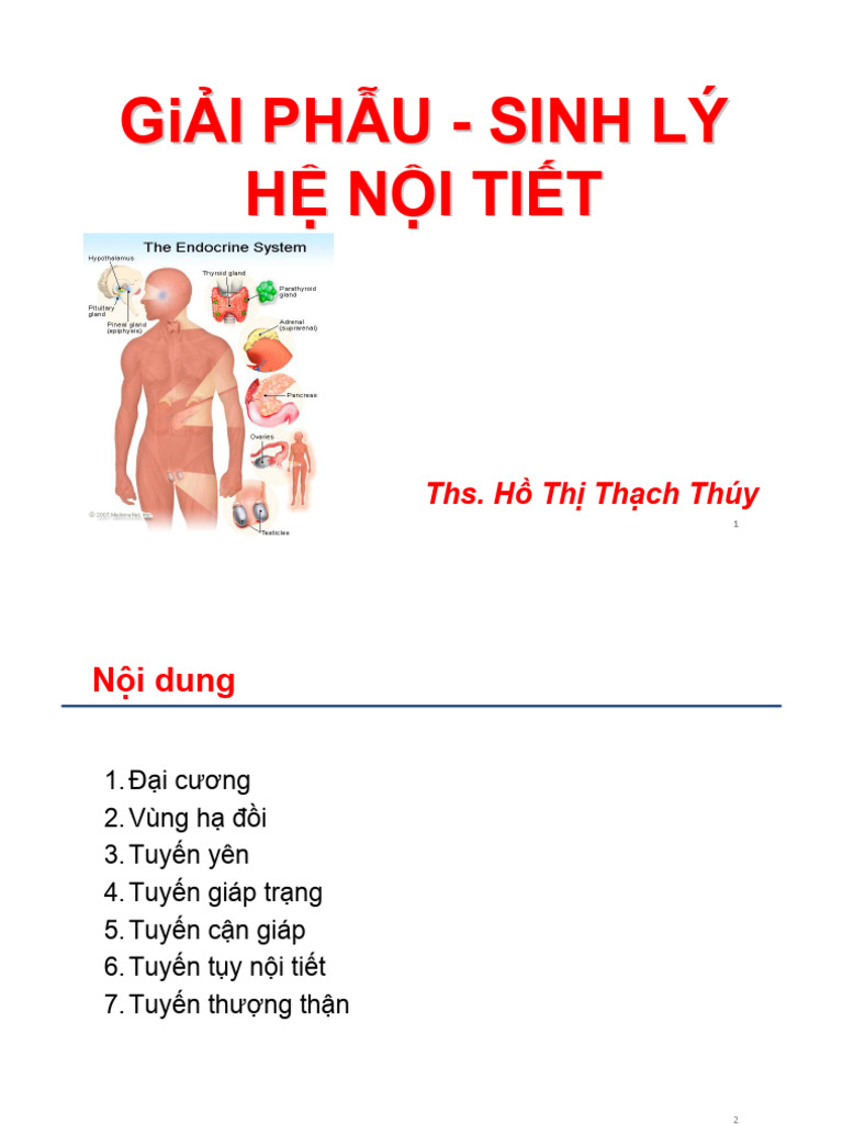 (123doc) Giai Phau Sinh Ly He Noi Tiet DH y Duoc TPHCM | PDF