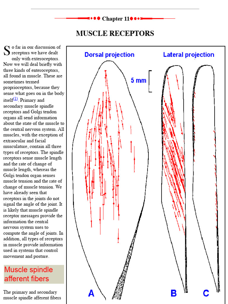 Chapter 11 - Muscle Receptors | PDF | Neuroscience | Nervous System