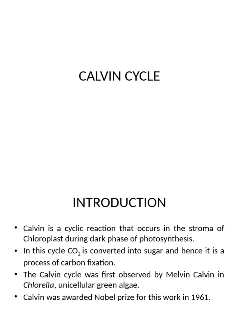 Understanding the Calvin Cycle Process | PDF