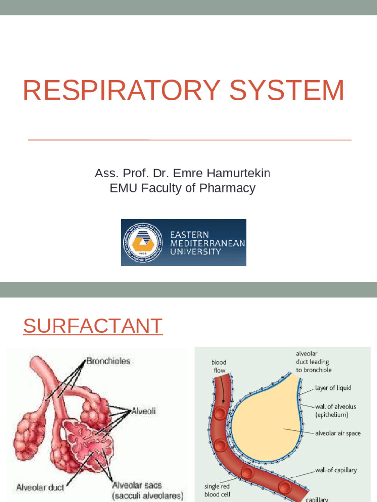 Understanding Lung Surfactant and Mechanics | PDF | Lung | Respiratory Tract