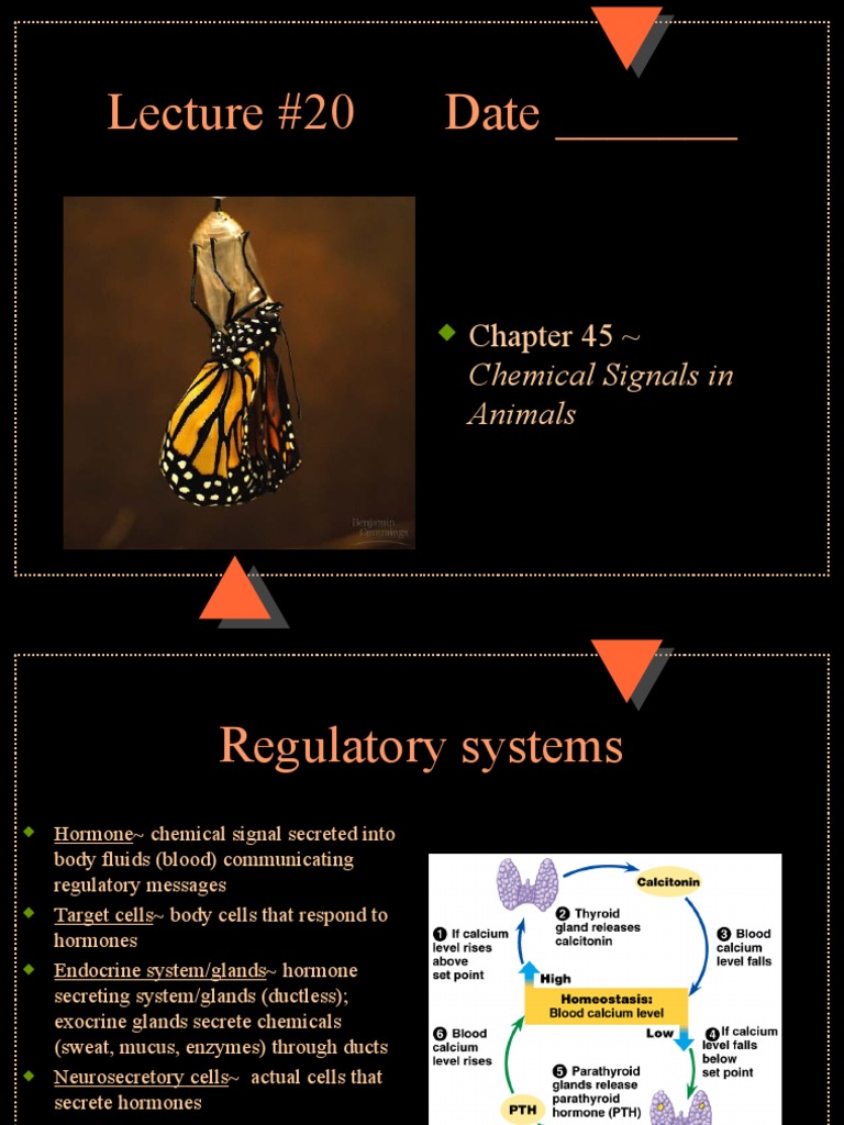 Lecture 20, Ch. 45 | PDF | Hormone | Endocrine System