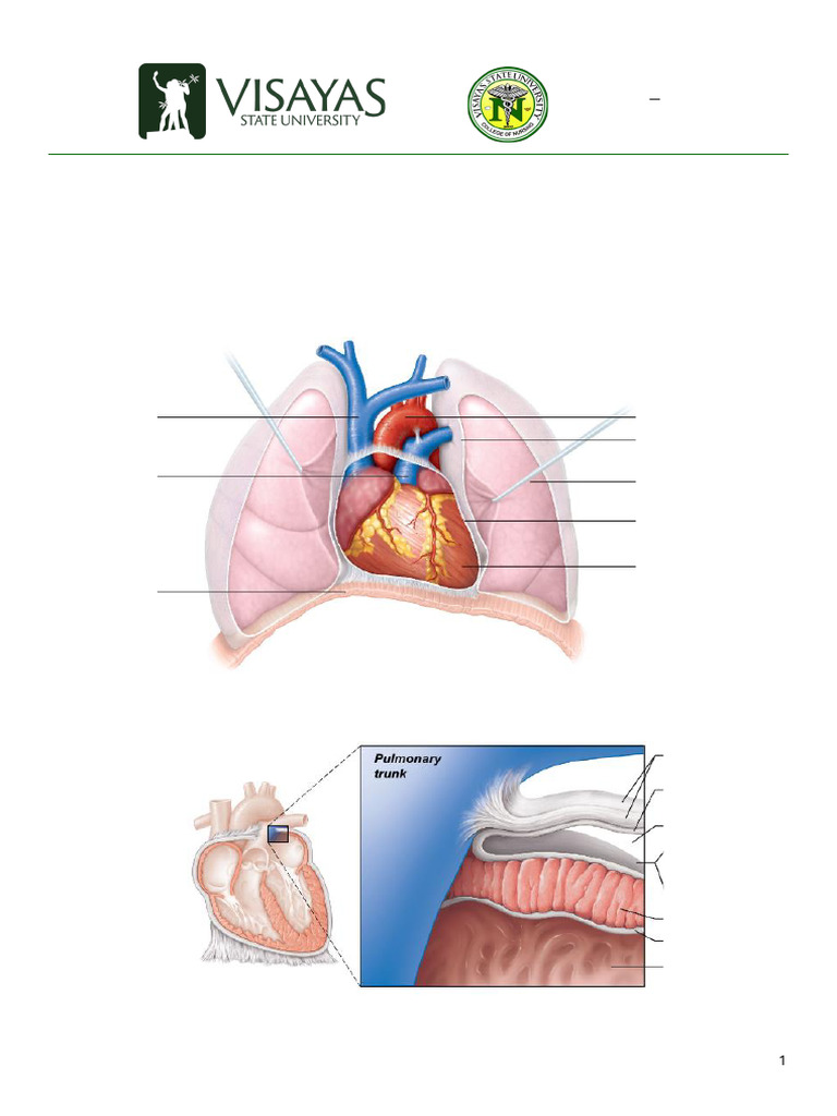 Cardiovascular System Lab Exercises Guide | PDF