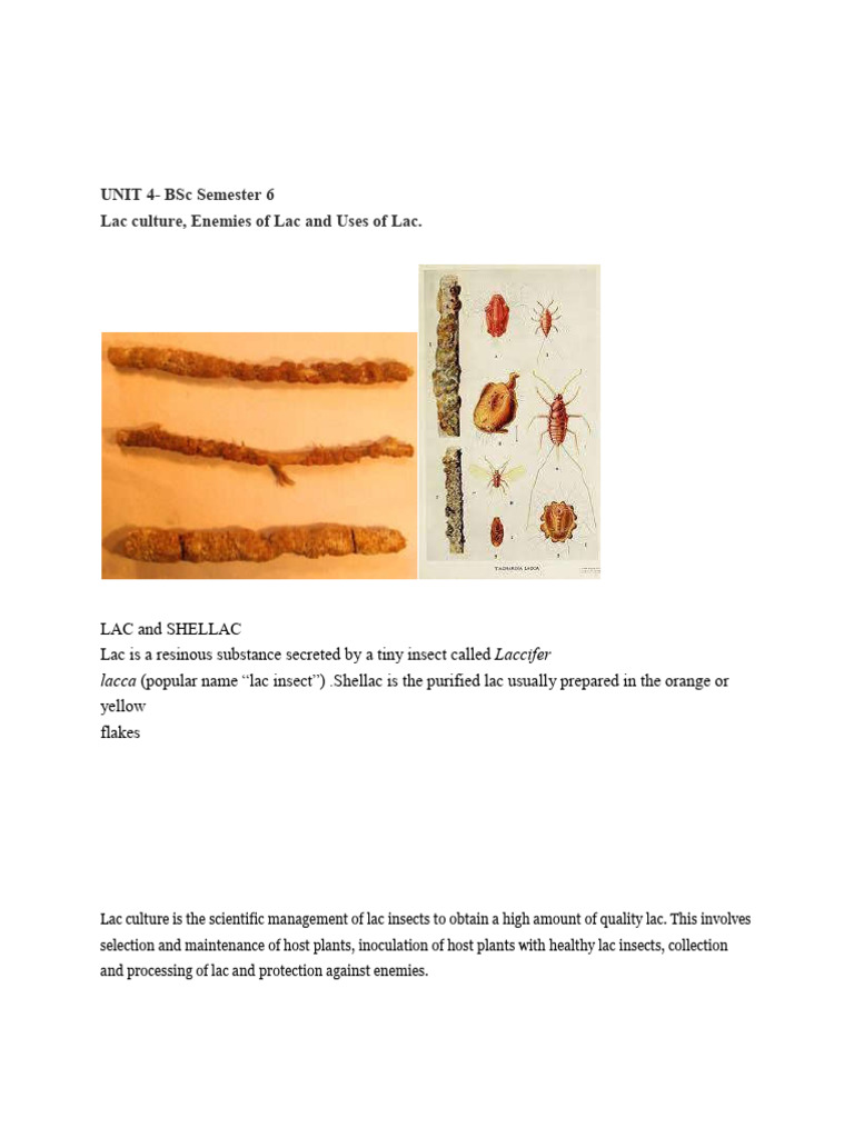 Unit 4-Bsc Semester 6 Lac Culture, Enemies of Lac and Uses of Lac | PDF | Insects | Pupa