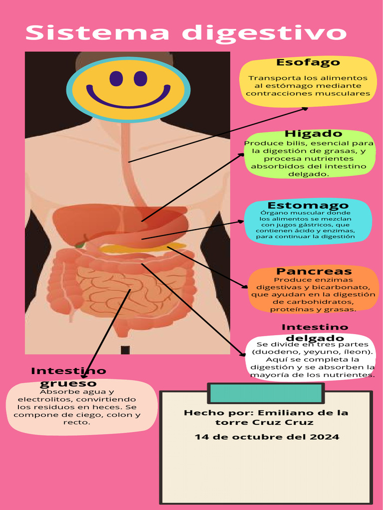 Sistema Digestivo - 20241014 - 160747 - 0000 | PDF