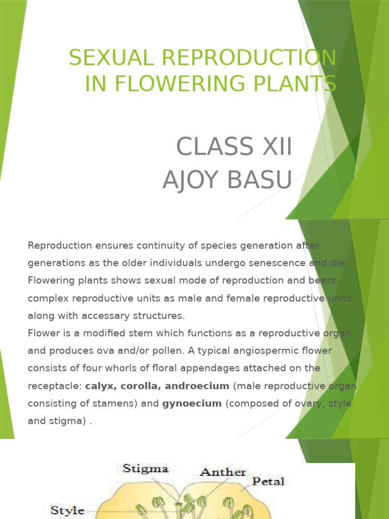 Sexual Reproduction in Flowering Plants | PDF | Seed | Pollination