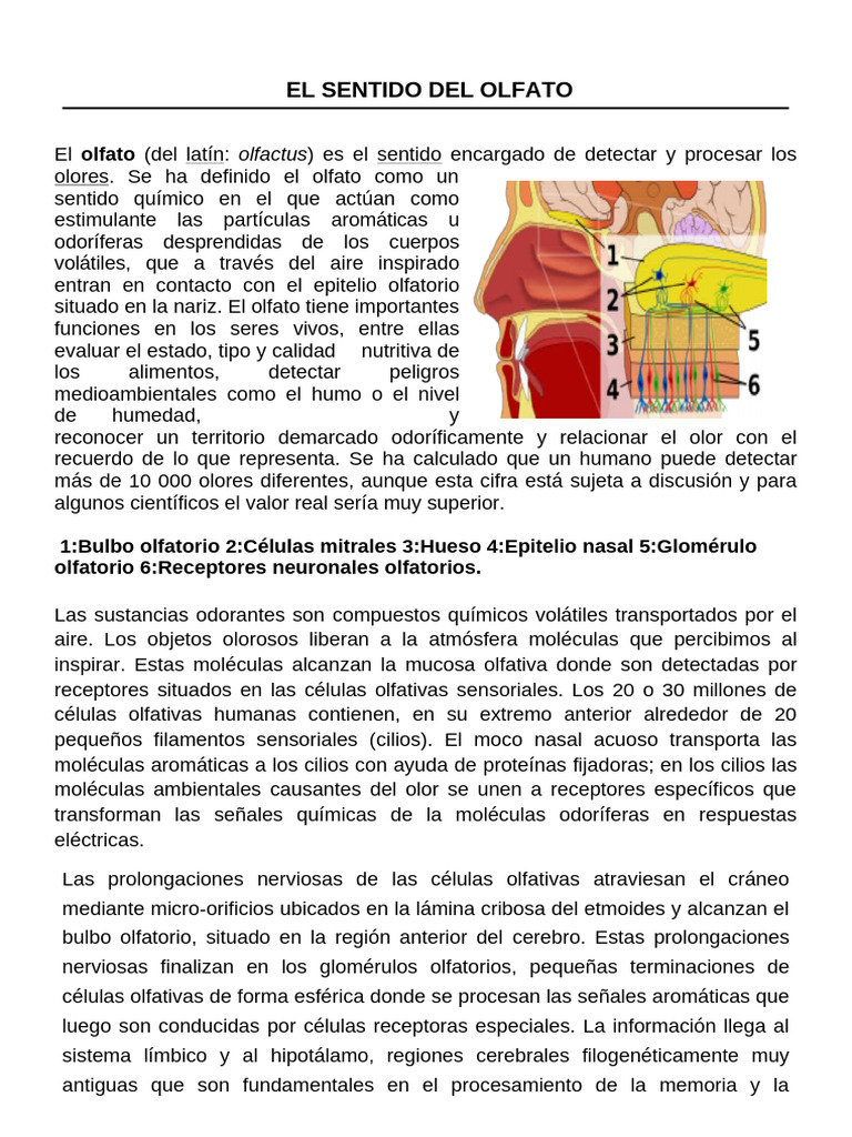 Anatomía y Función del Olfato | PDF | Rinología | Olfato