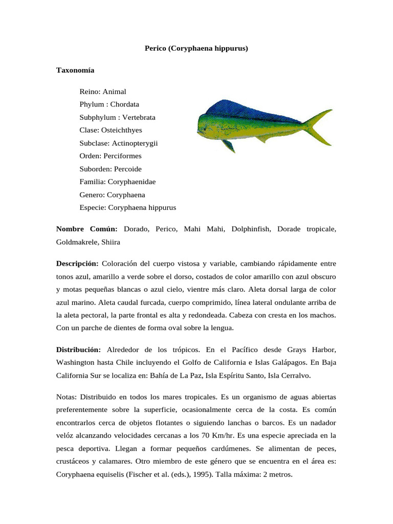 Perico (Coryphaena Hippurus) | PDF