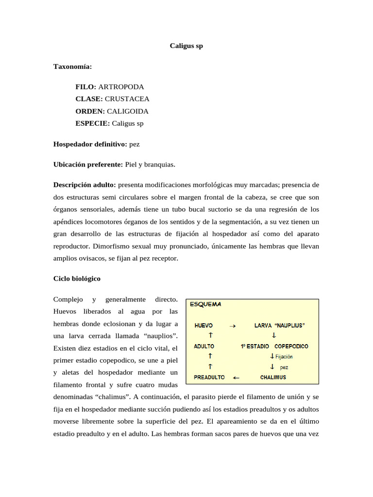 Caligus SP | PDF | Ciencias sociales | Ciencia y matemáticas