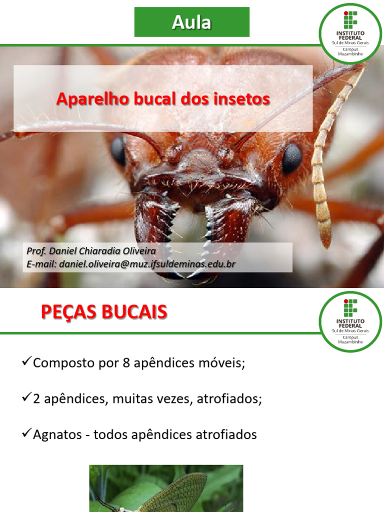 Aparelho Bucal Dos Insetos | PDF | Insetos | Boca