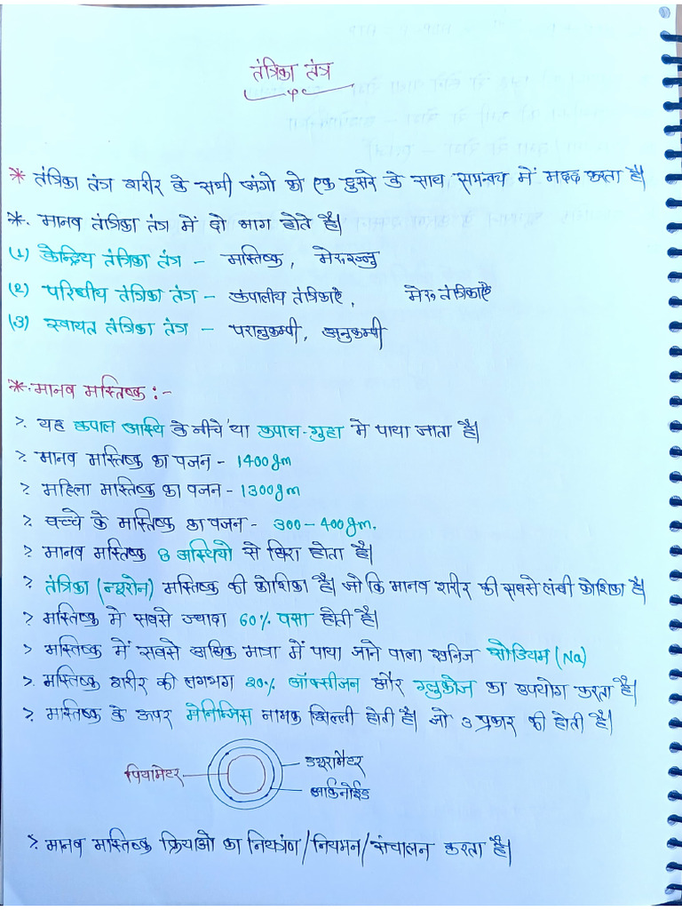 Nervous System Hindi (Handwritten Notes | PDF