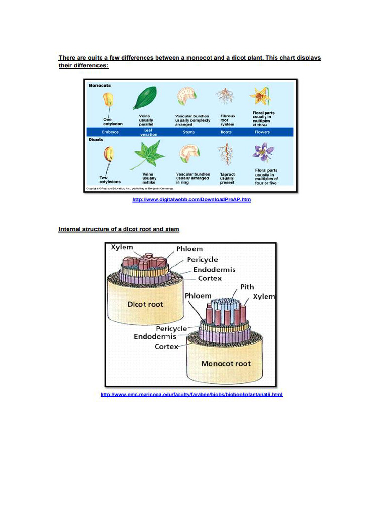 Dicot and Monocot | PDF