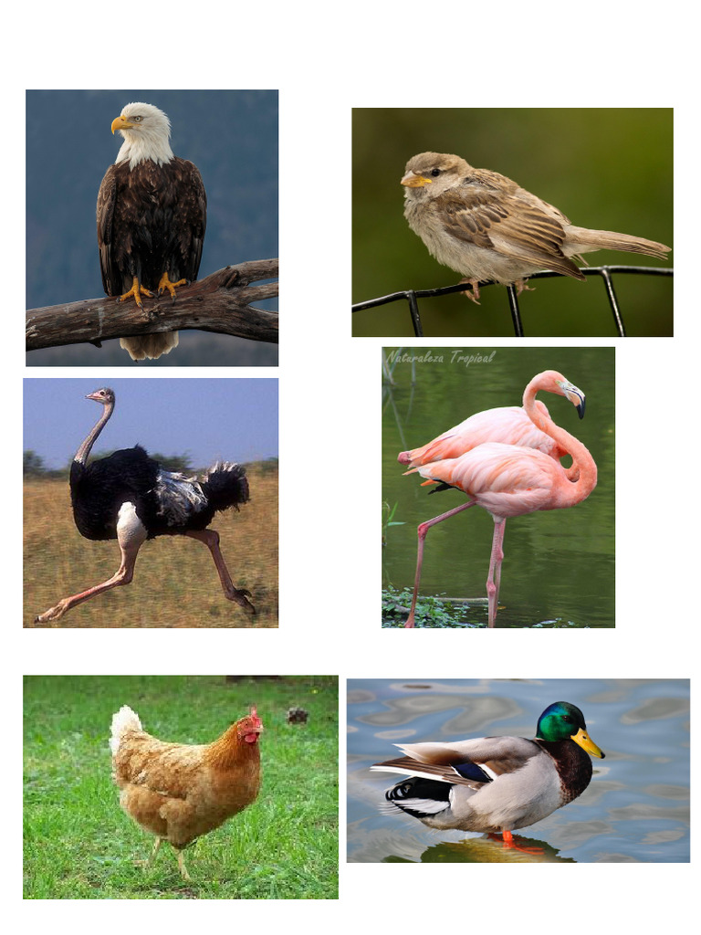 Documento Sin Tã - Tulo | PDF