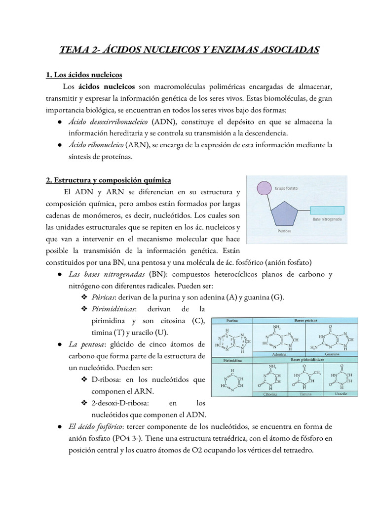Tema 2 BMC | PDF | Rna | Replicación De Adn