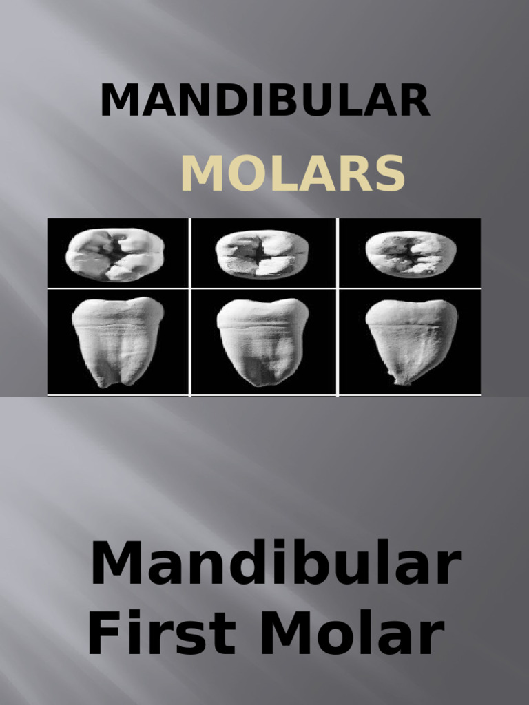 Mandibular | PDF | Dental Anatomy | Dentistry