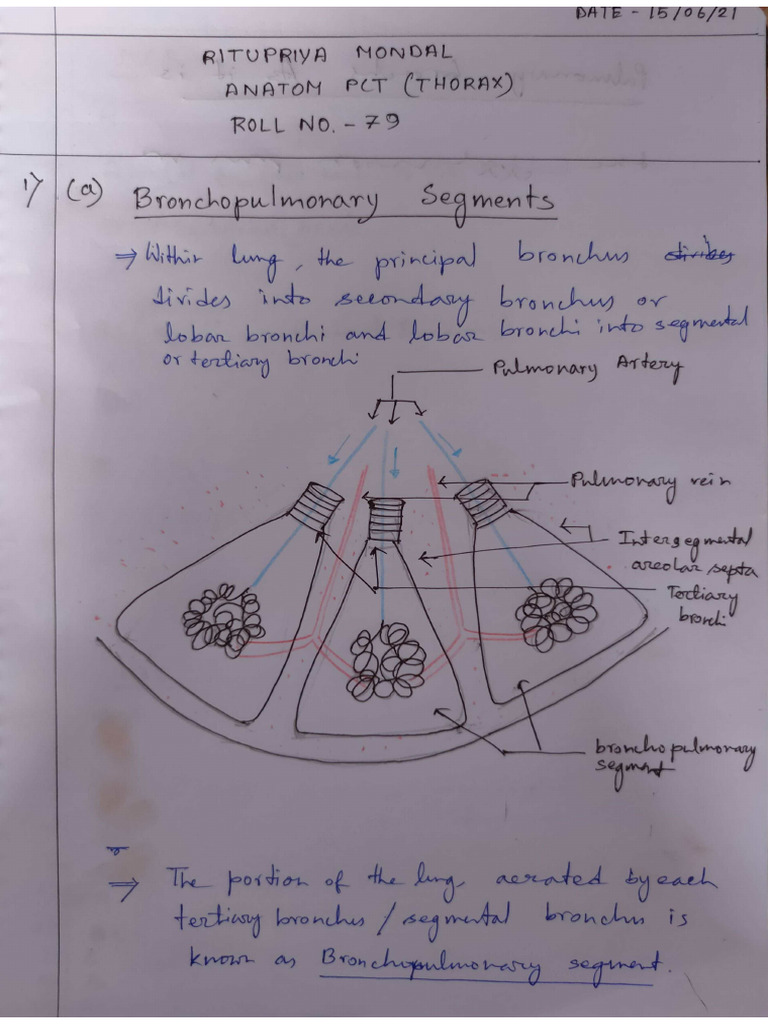 Anatomy THORAX PCT | PDF