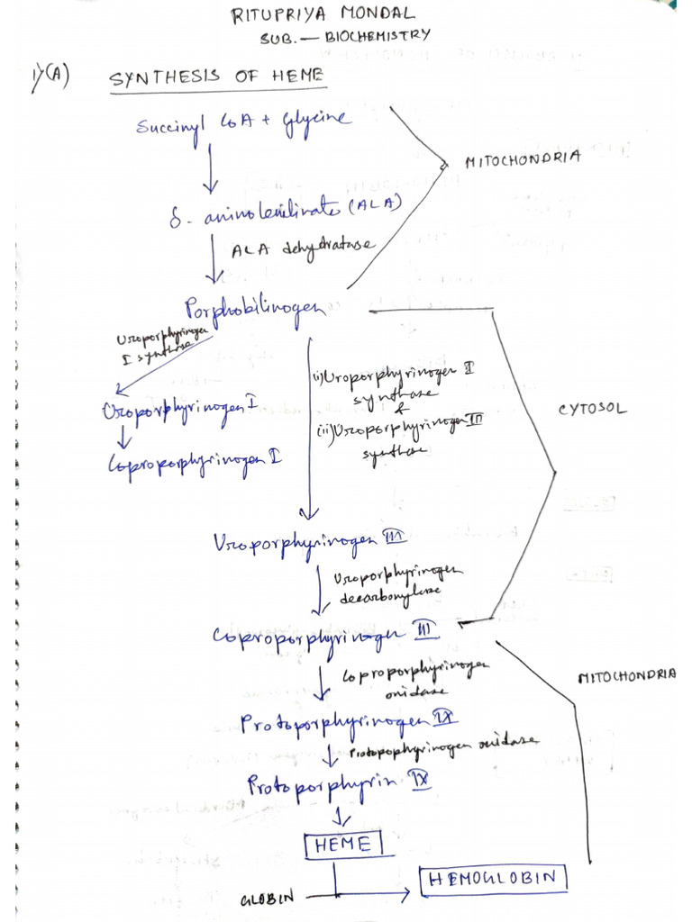 Anatomy Modules | PDF