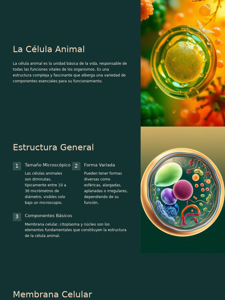 La Celula Animal | PDF | Biología Celular) | Mitosis