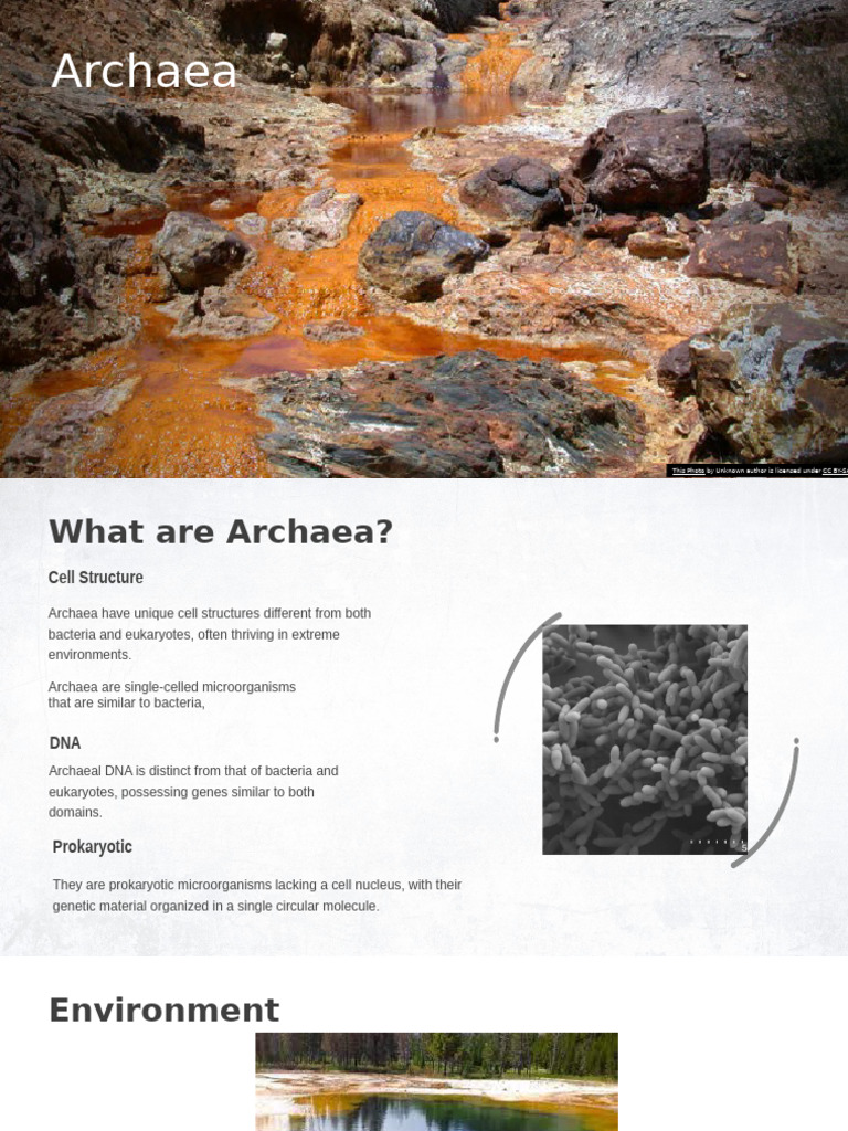 Archaea Pdf Archaea Microorganism