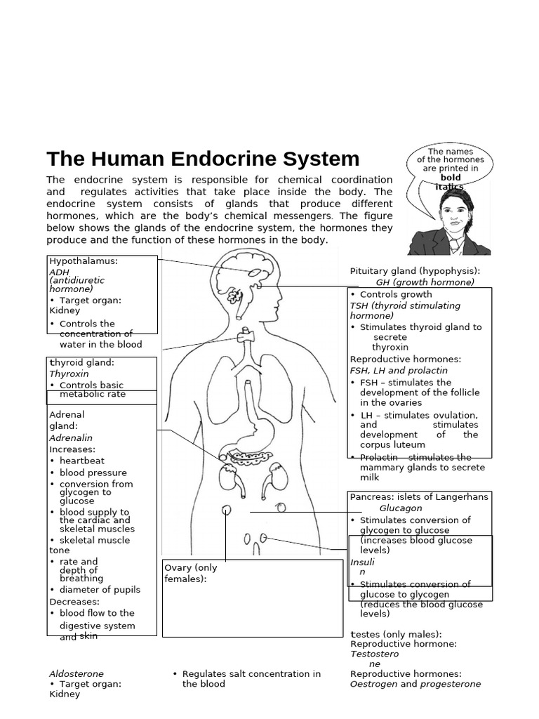 Overview of the Human Endocrine System | PDF | Endocrine System | Hormone