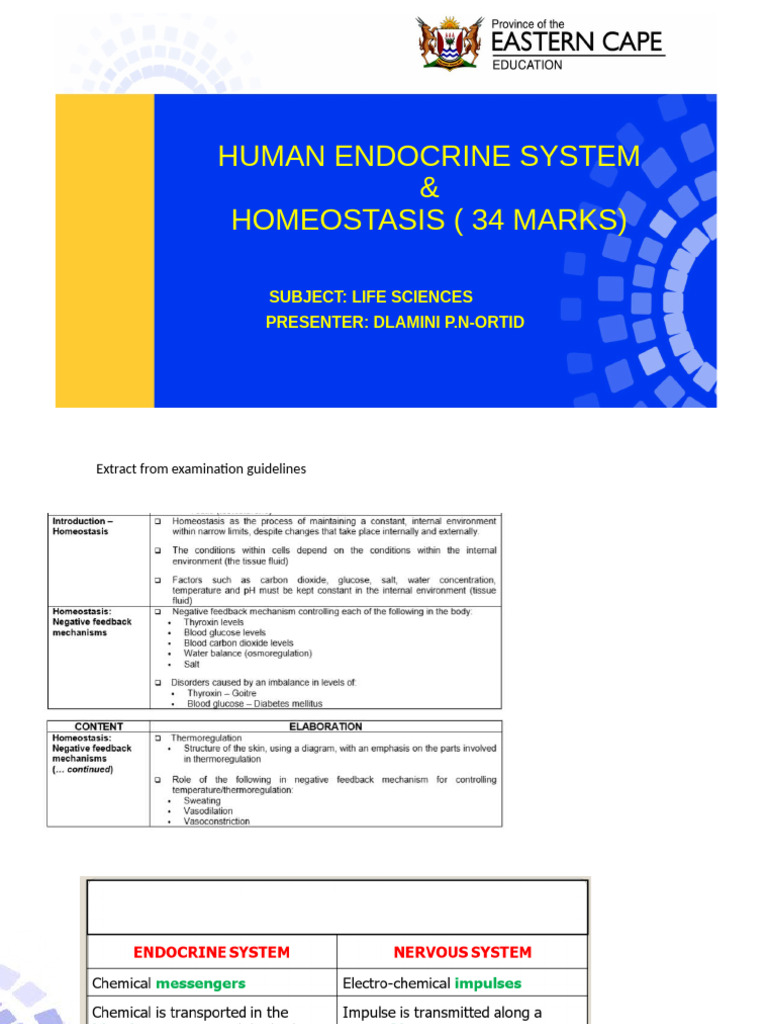 Introduction To Endocrine System Virtual Lesson | PDF | Thyroid ...
