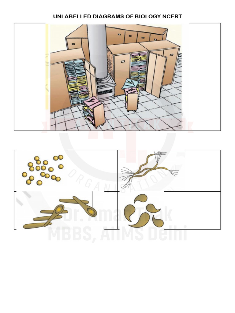 UNLABELLED Bio NCERT DIAGRAMS I | PDF