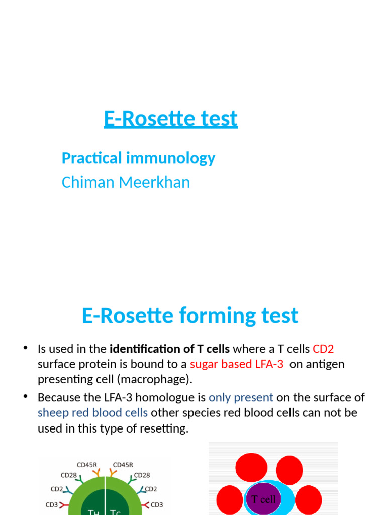 LAB 8 14-5-2023 E-Rosette | PDF