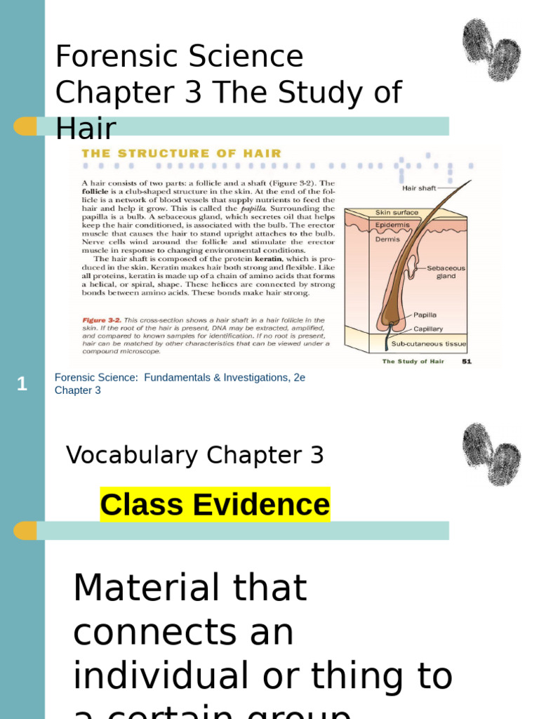 Hair Analysis in Forensic Science | PDF | Polymerase Chain Reaction | Hair