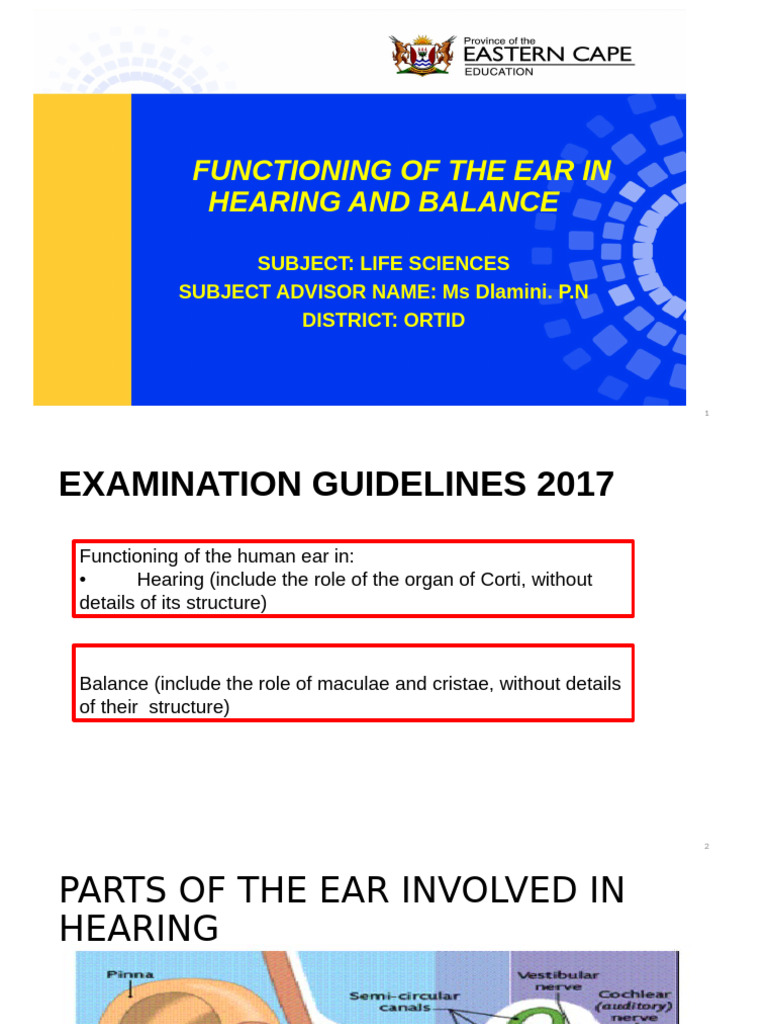 3 Life Sciences Grade 12 Hearing and Balance Lesson Powerpoint | PDF ...