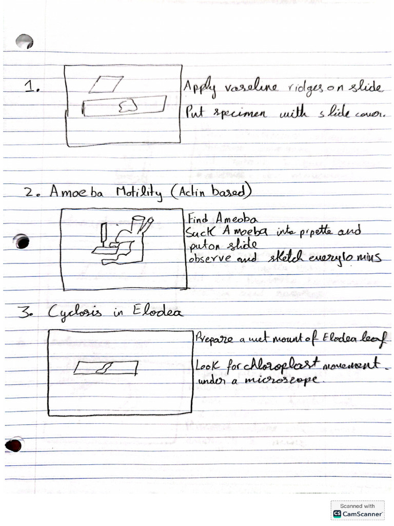 Cell Bio Flowchart | PDF
