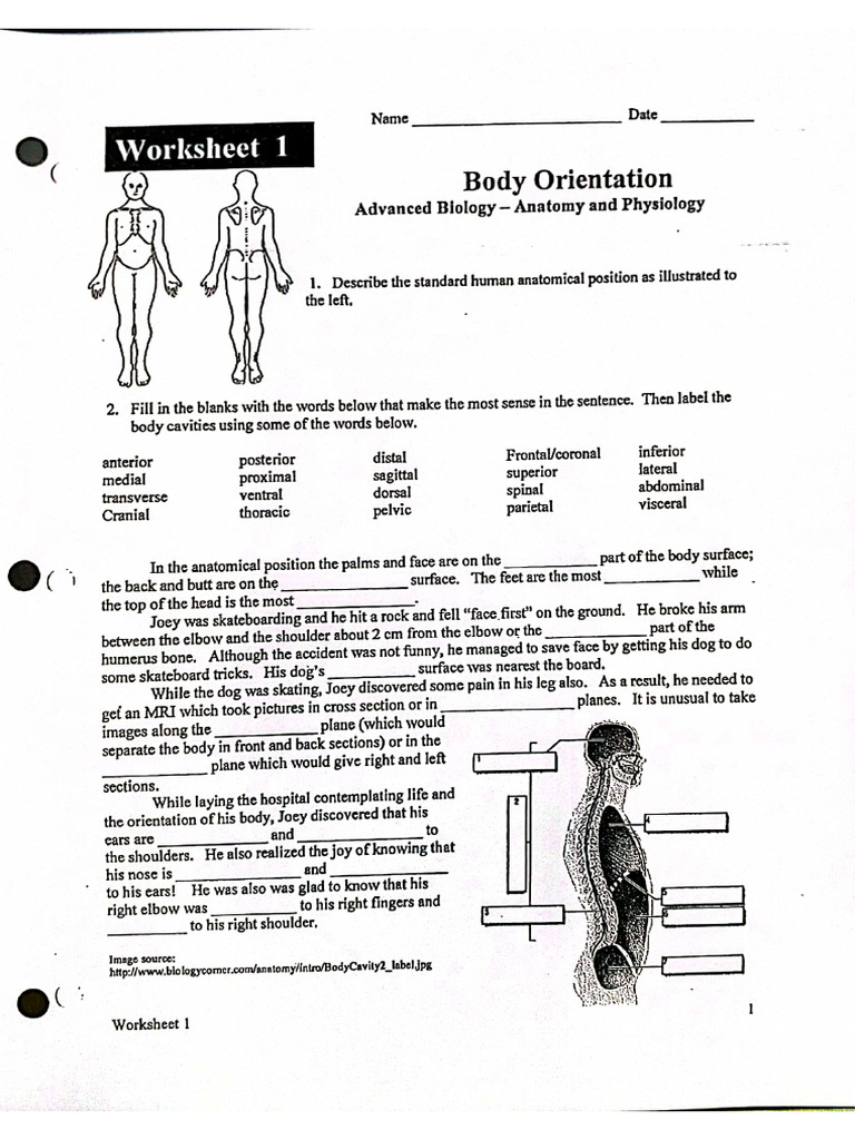 7 - Directional Terms and Planes of The Body - Worksheet (Pg. 2 Only) | PDF