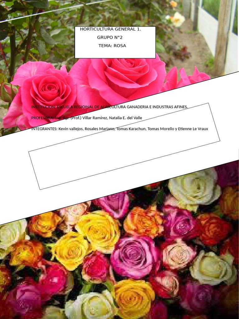 Horti | PDF | Rosa
