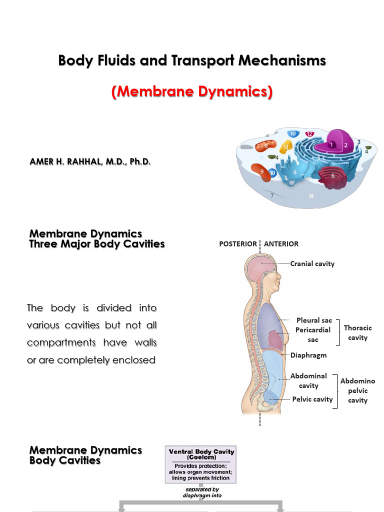 Lecture 2 Membrane Dynamics | PDF | Ion Channel | Cell Membrane