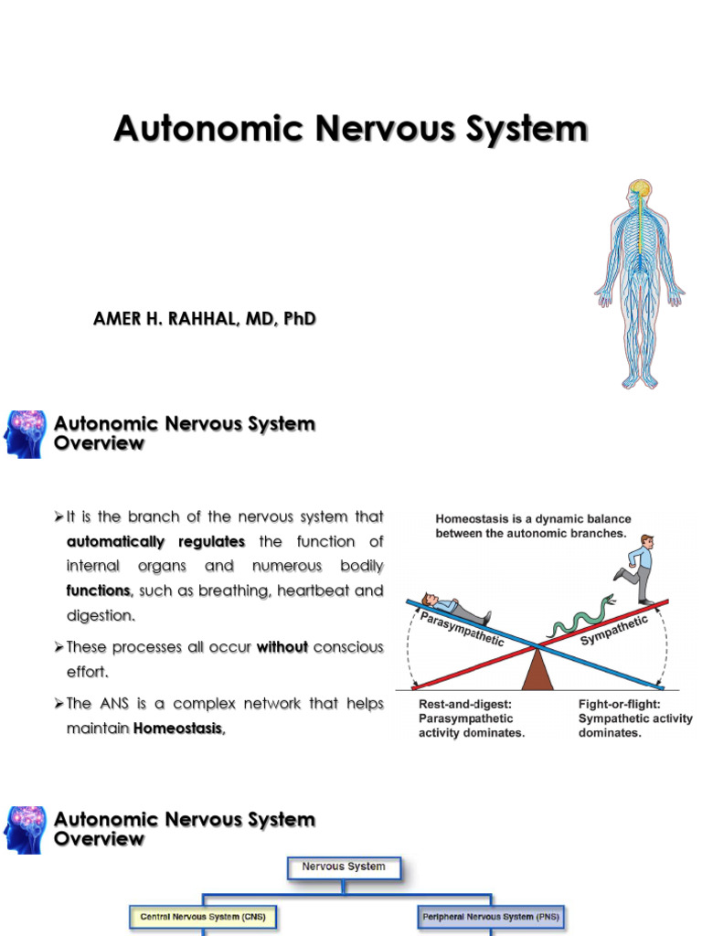Lecture 7 Autonomic Nervous System | PDF | Autonomic Nervous System | Nervous System
