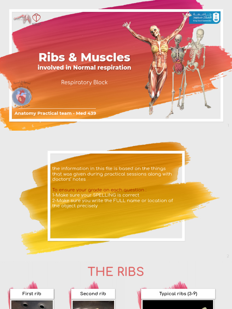 1- Ribs & muscles involved in respiration | PDF | Skeletal System | Musculoskeletal System