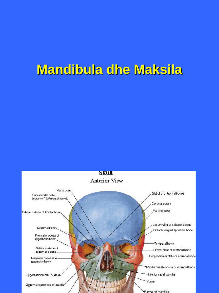 Mandibula Dhe Maksila | PDF