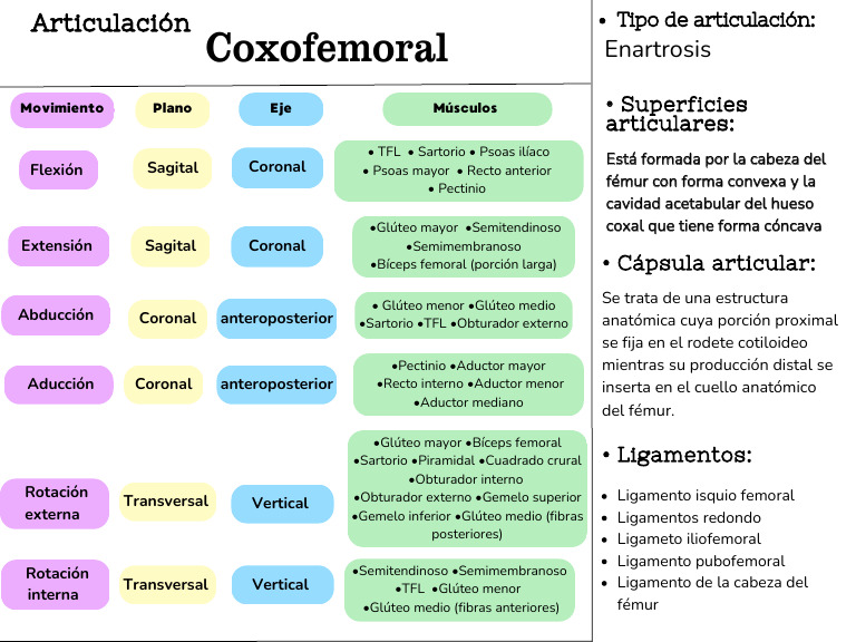 Articulación Coxofemoral - 20241106 - 215141 - 0000 | PDF | Articulación | Anatomía humana