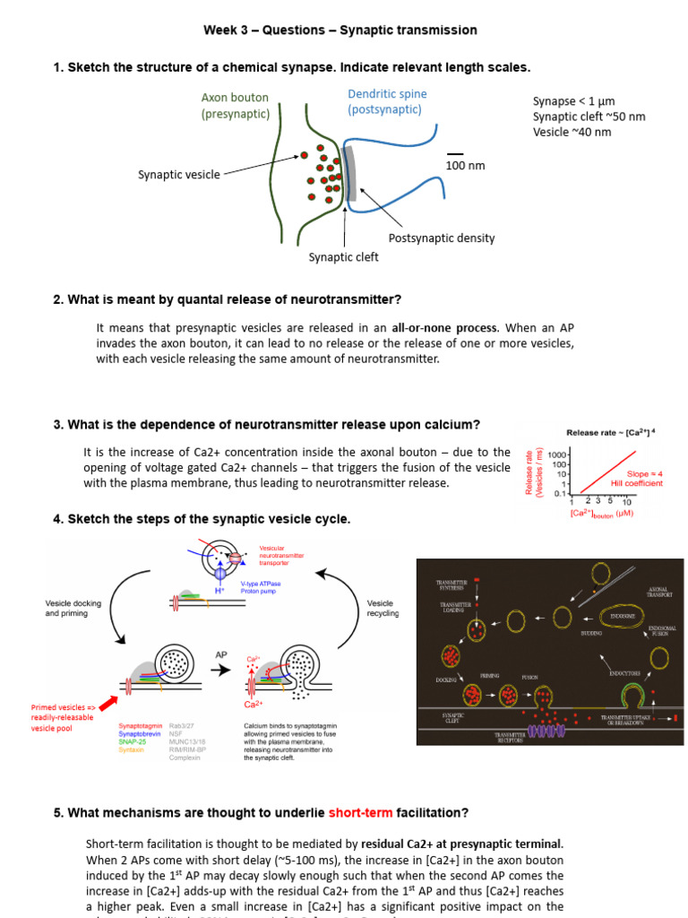 MOOC #3 - Corrections | PDF | Synapse | Chemical Synapse