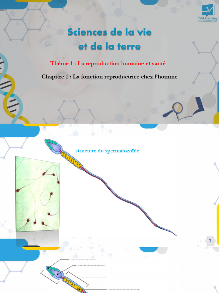 Structure et Fonction du Spermatozoïde | PDF | Anatomie | Processus ...