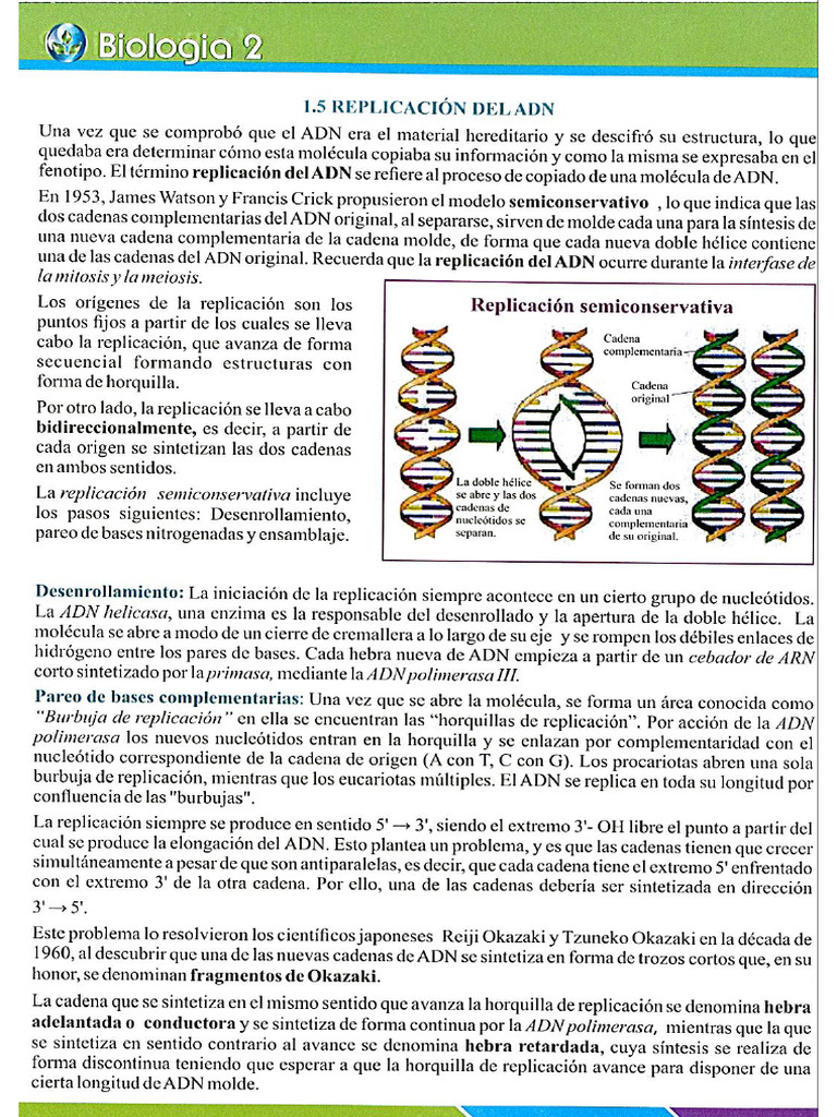 Replicacion Del ADN | PDF