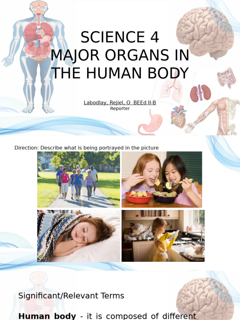 Major Organs in The Human Body | PDF | Digestion | Gastrointestinal Tract