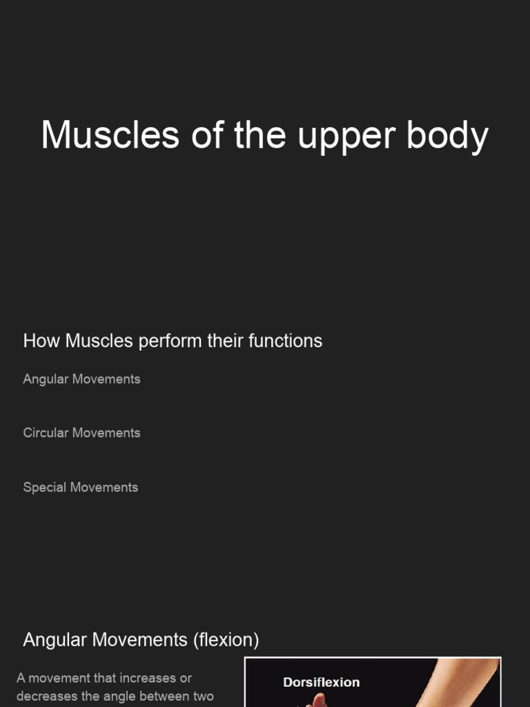 Upper Body Muscle Movements Explained | PDF