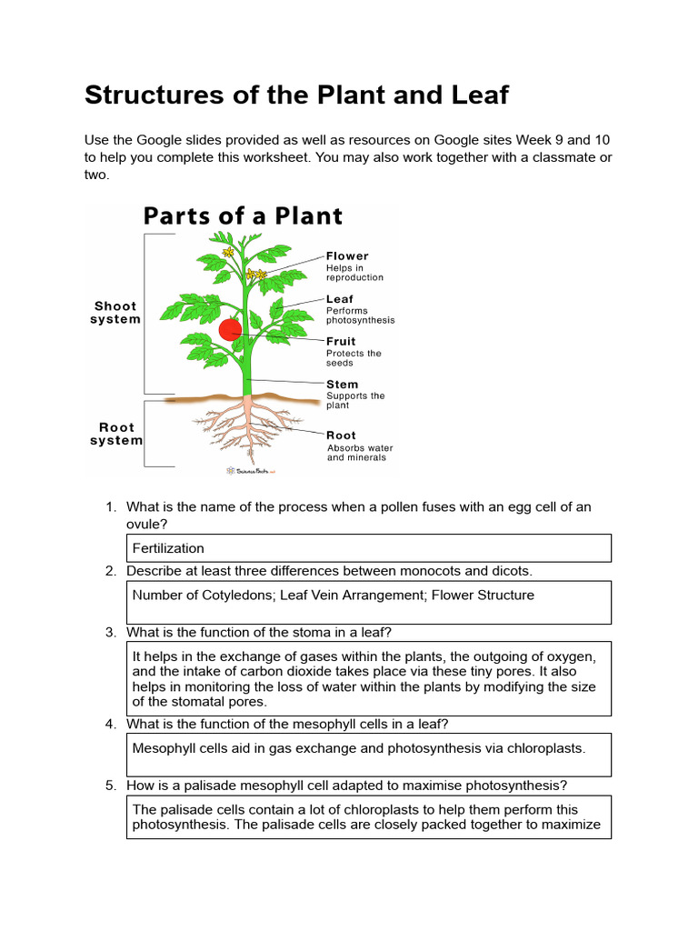 Structures of Plants and Leaves | PDF | Leaf | Plants
