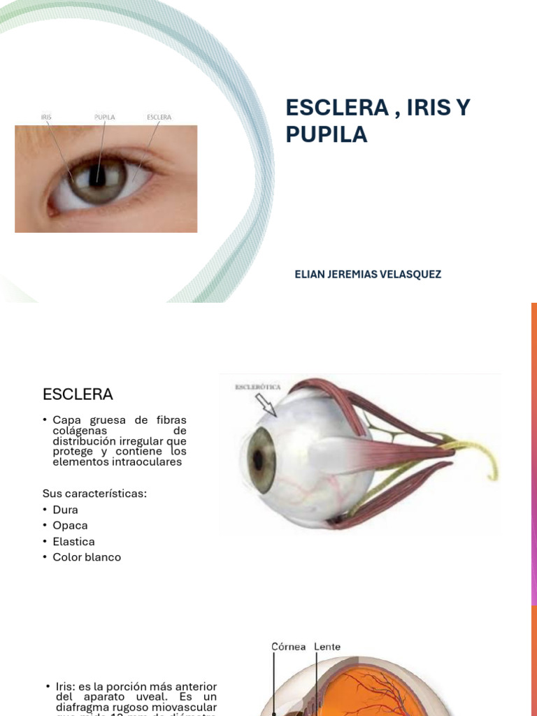 Esclera Iris Pupila 7 | PDF | Ojo humano | Medicina CLINICA