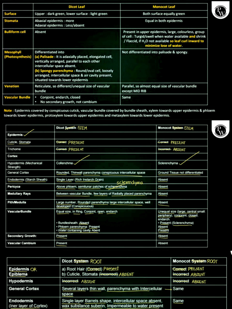 unit 6 | PDF | Leaf | Botany
